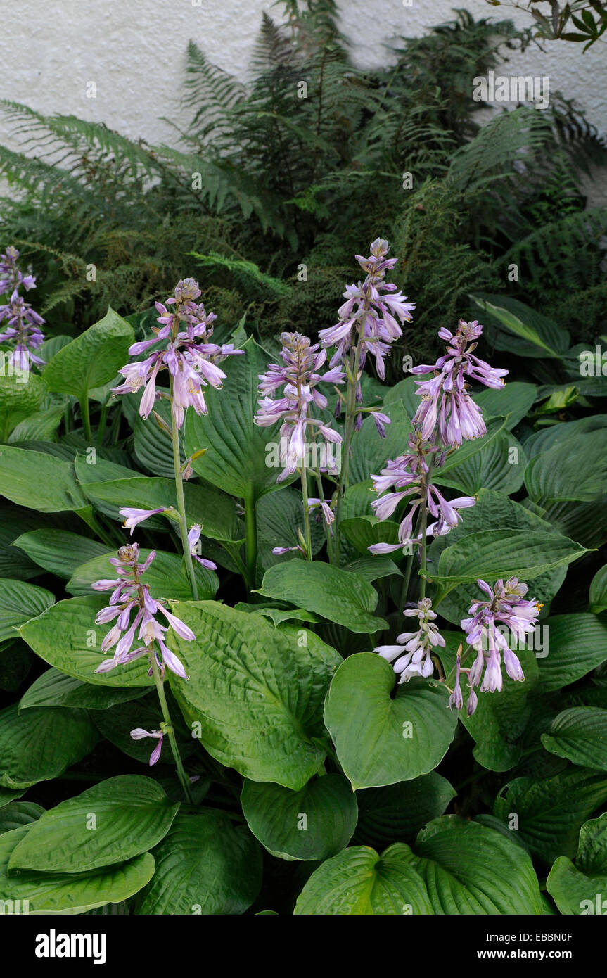 Flowering hostas hi-res stock photography and images - Alamy