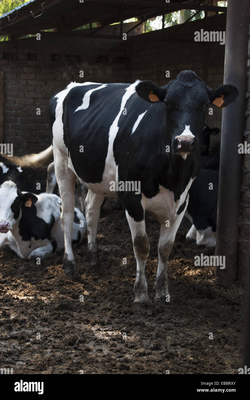 Chianina cattle hi-res stock photography and images - Alamy