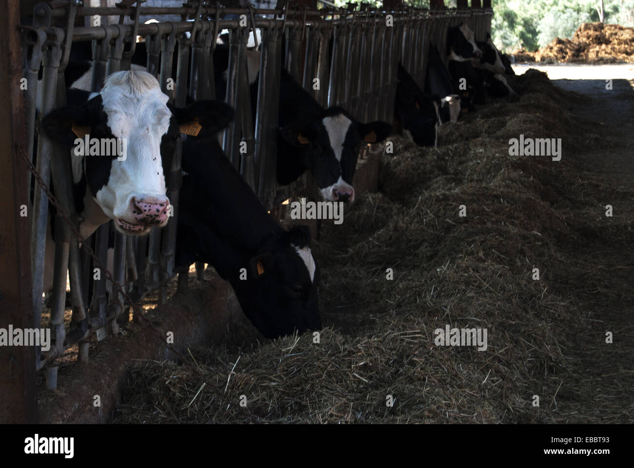 rearing of cattles Stock Photo - Alamy