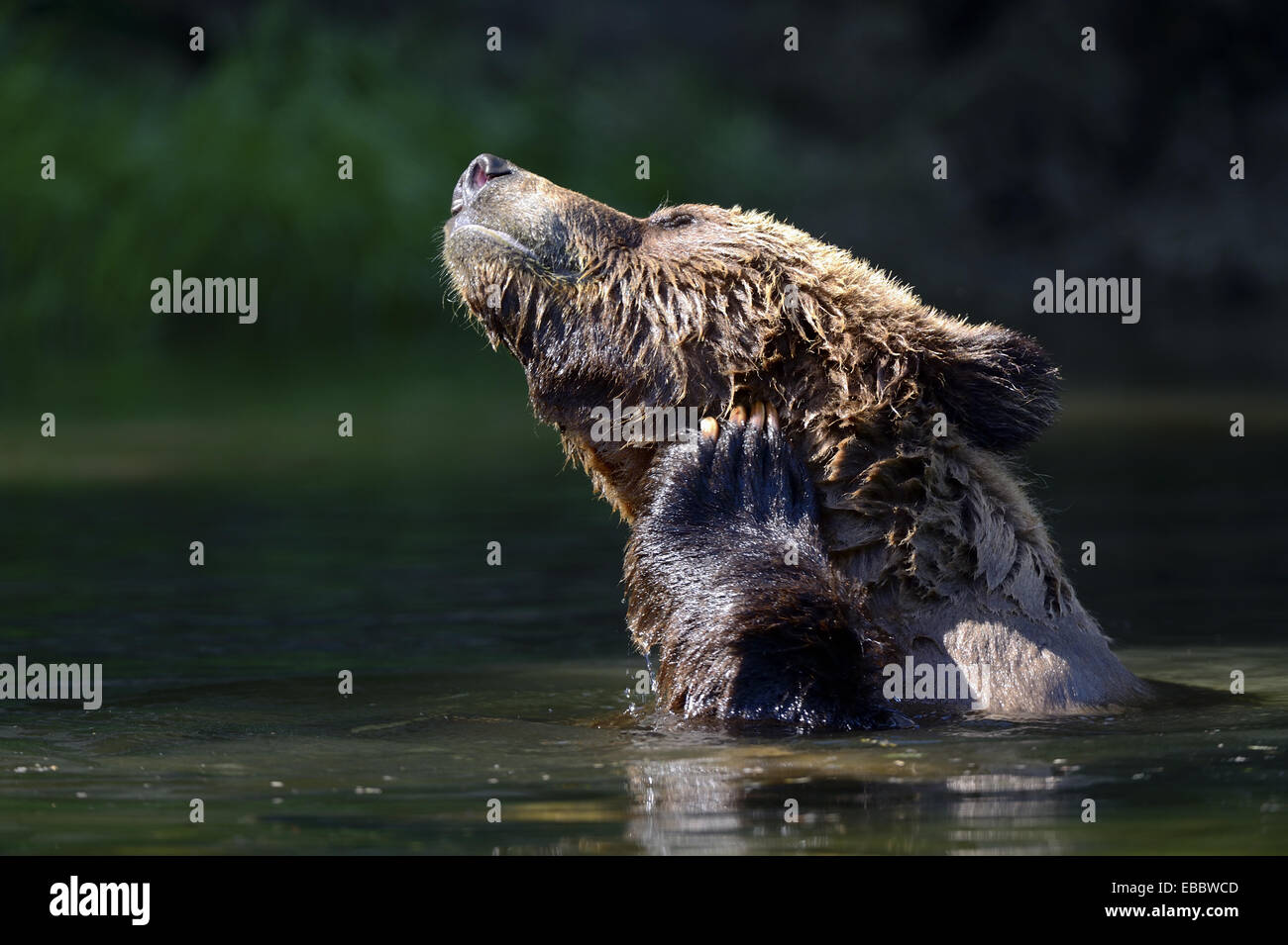 Fauna bear hi-res stock photography and images - Alamy