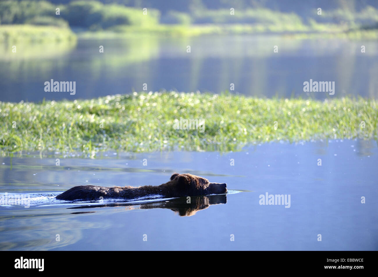 Fauna bear hi-res stock photography and images - Alamy