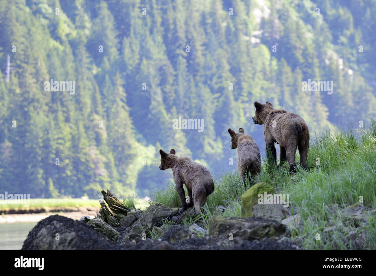 Bear like animal hi-res stock photography and images - Alamy