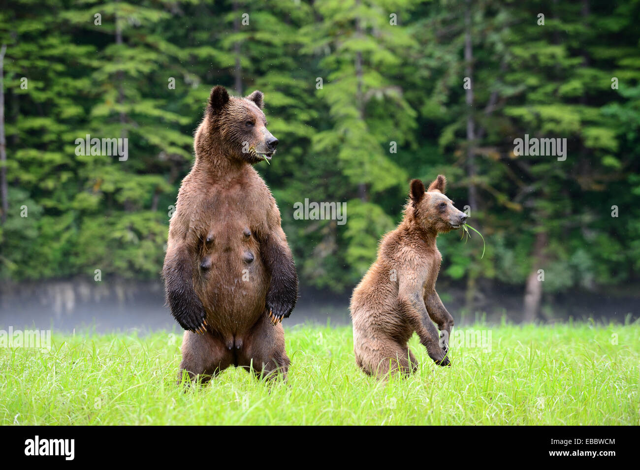 Canadian Baby Grizzly Bear