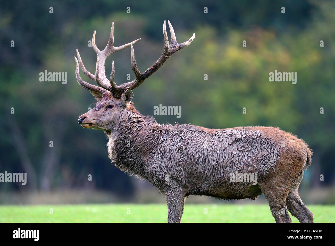 Red Deer Stag France High Resolution Stock Photography and Images - Alamy