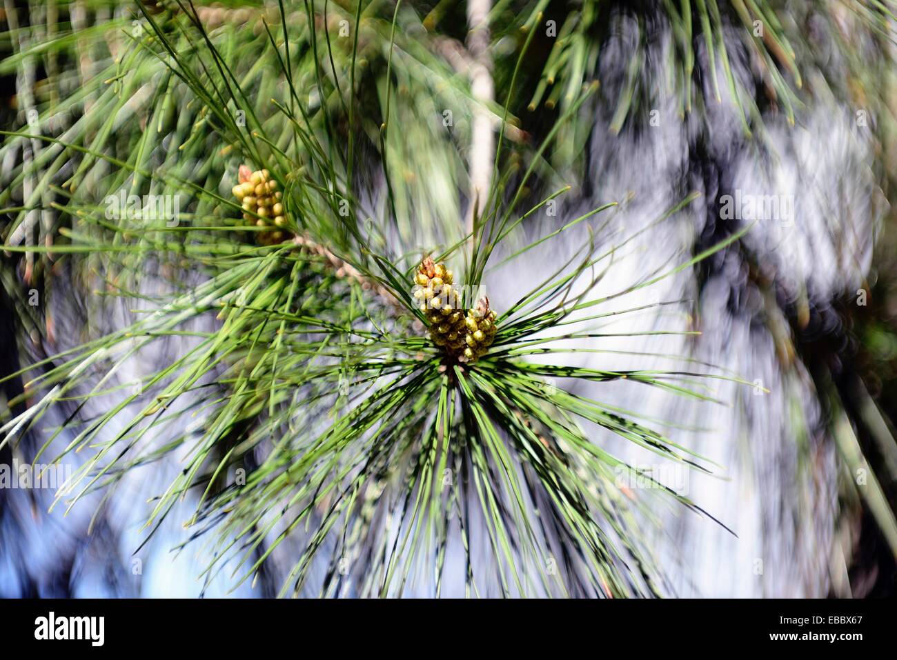Pine Pinus sp Stock Photo - Alamy