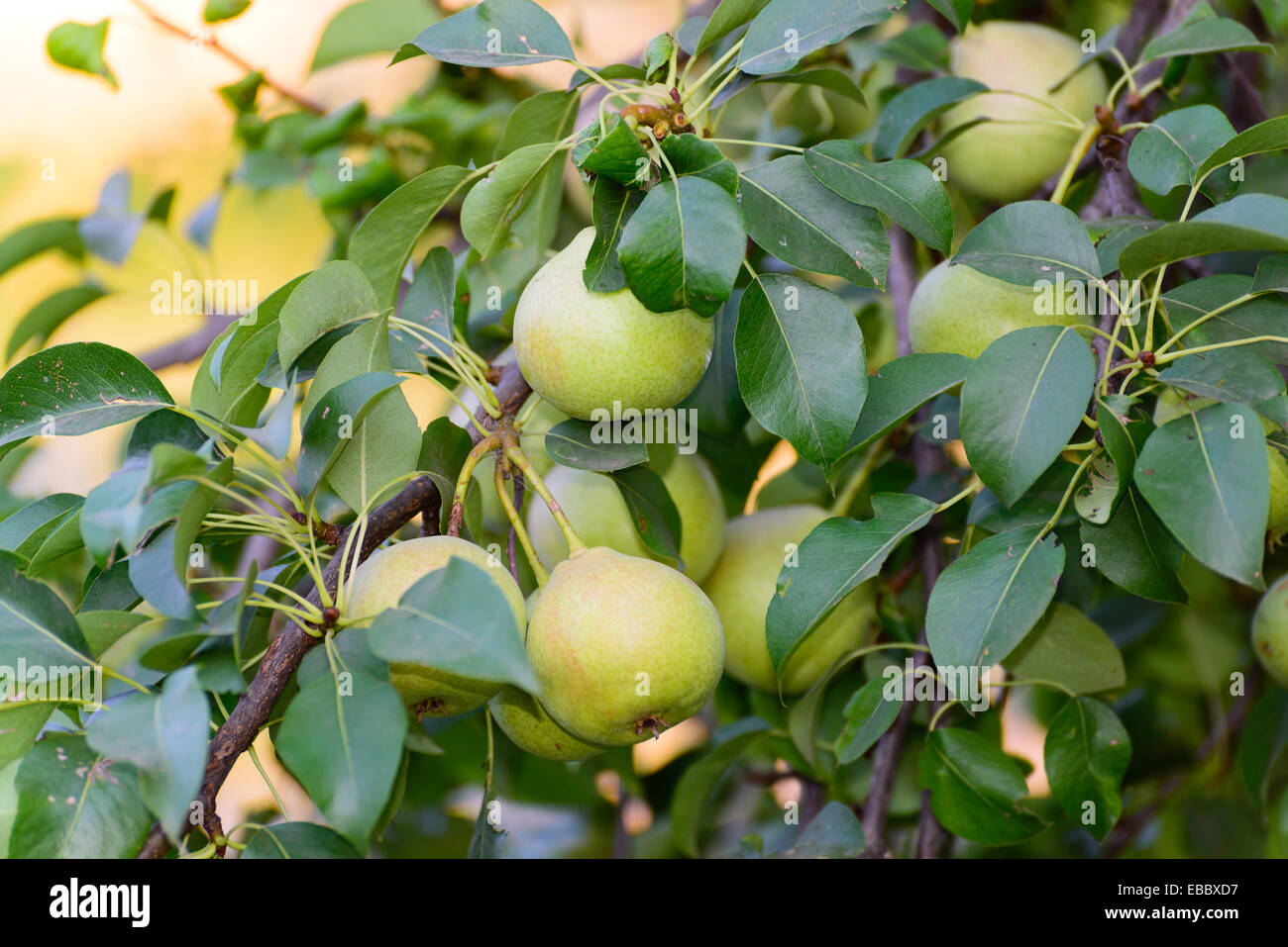 Pear tree garden hi-res stock photography and images - Alamy