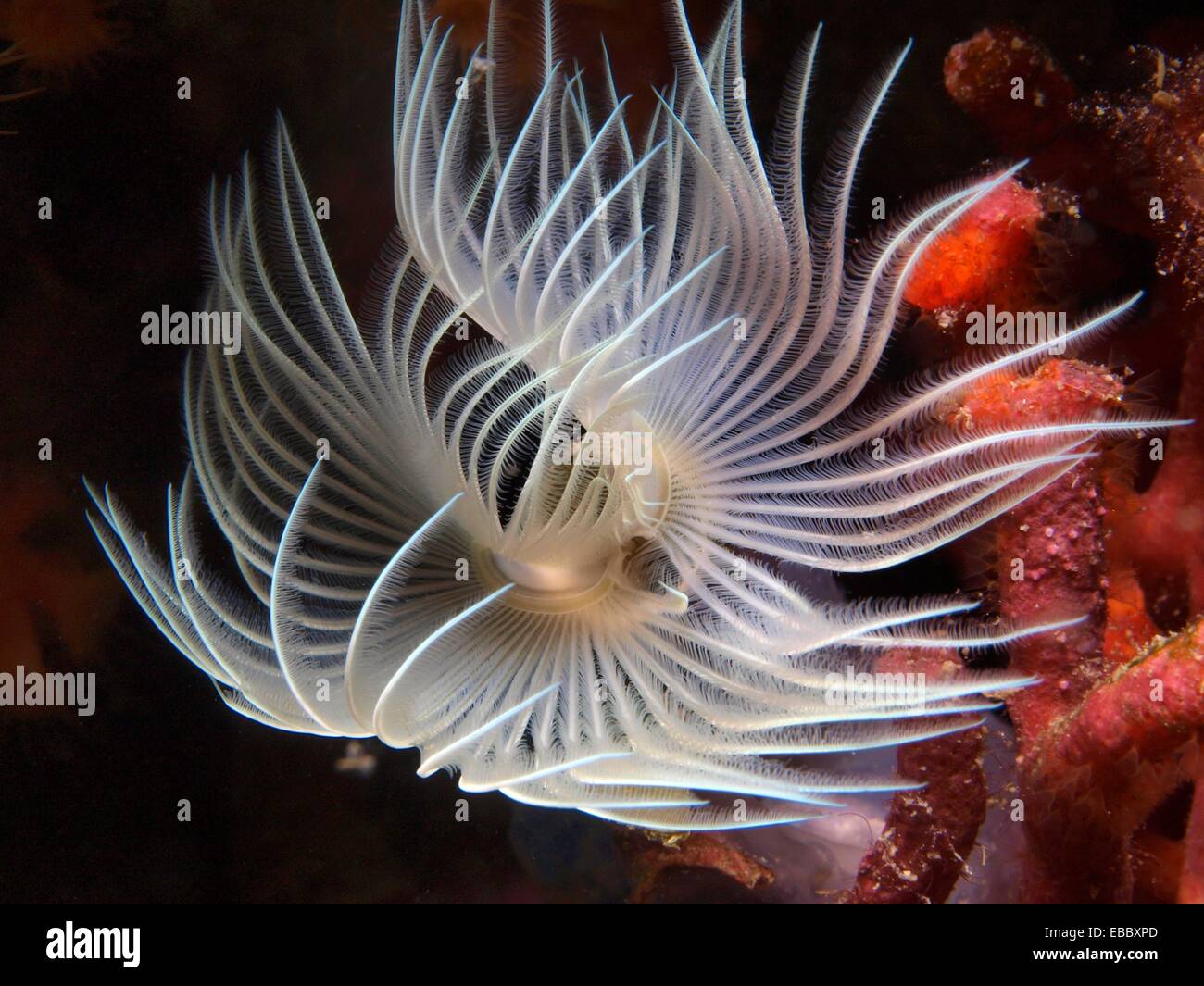 Protula tubularia hi-res stock photography and images - Alamy