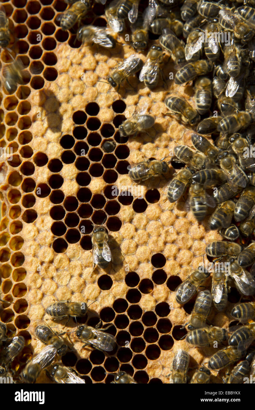 Full honey bee hive hi-res stock photography and images - Alamy
