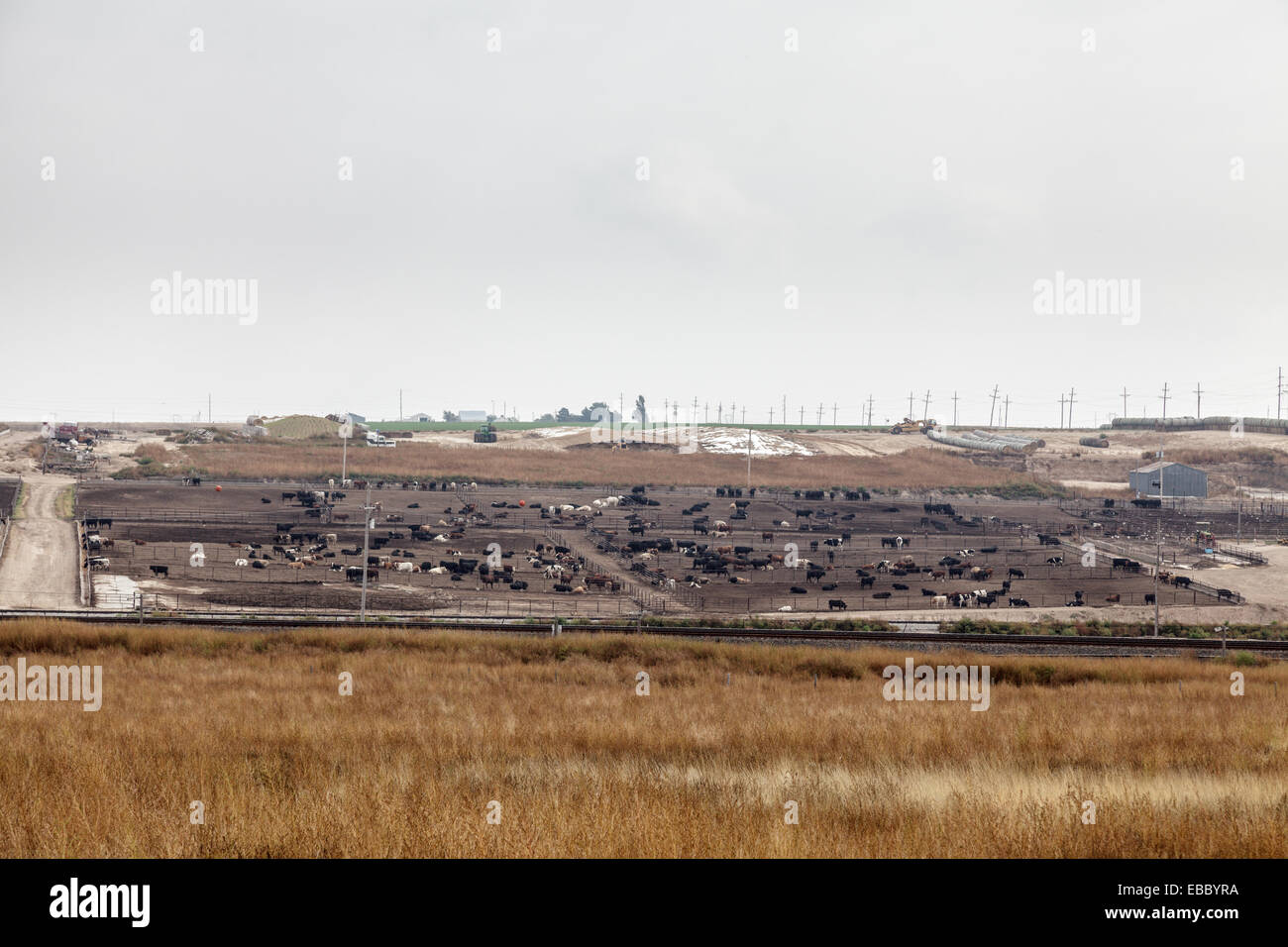 Cattle feedlot dodge city kansas hi-res stock photography and images ...