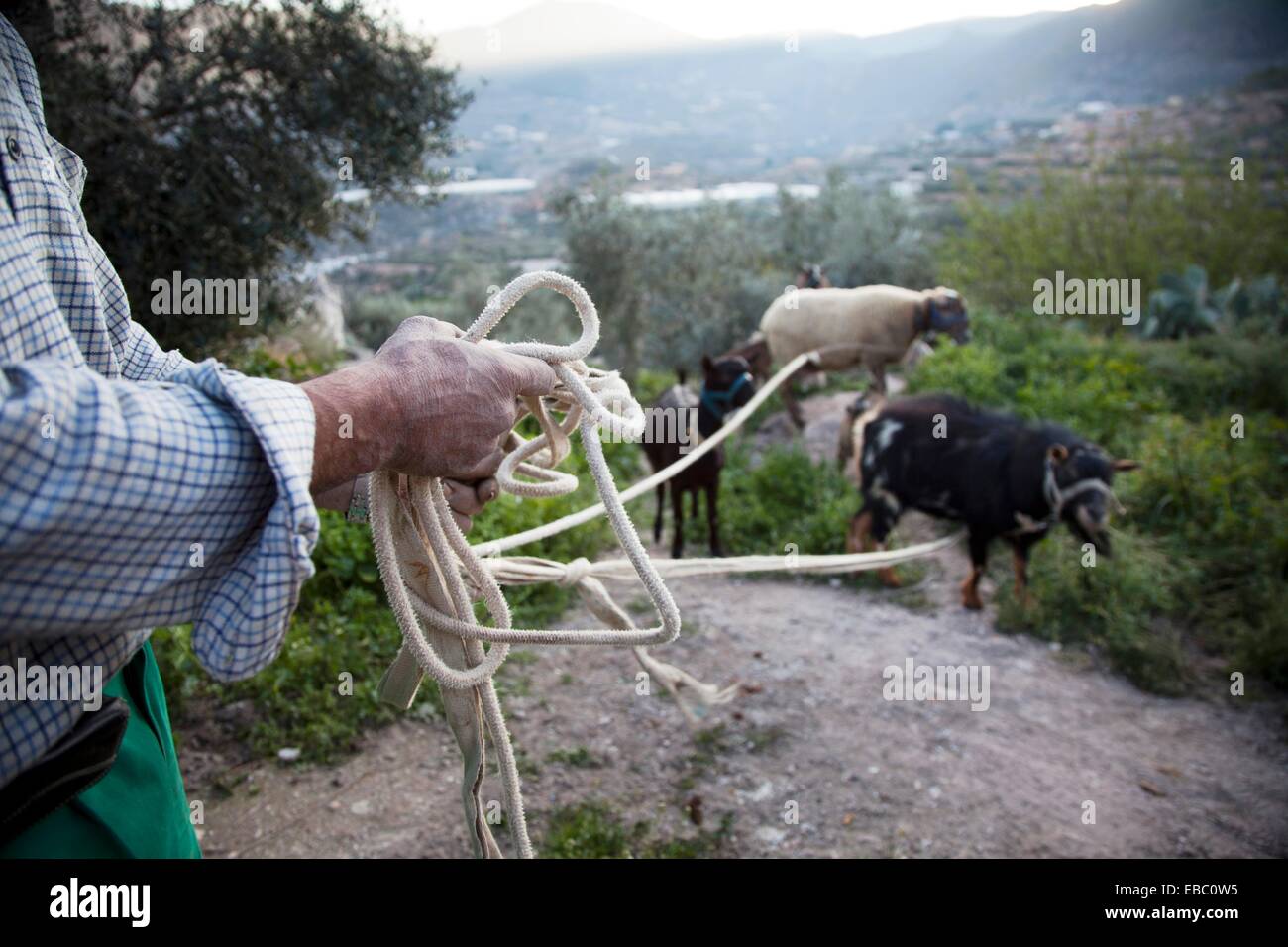 Cattle restraint hi-res stock photography and images - Alamy