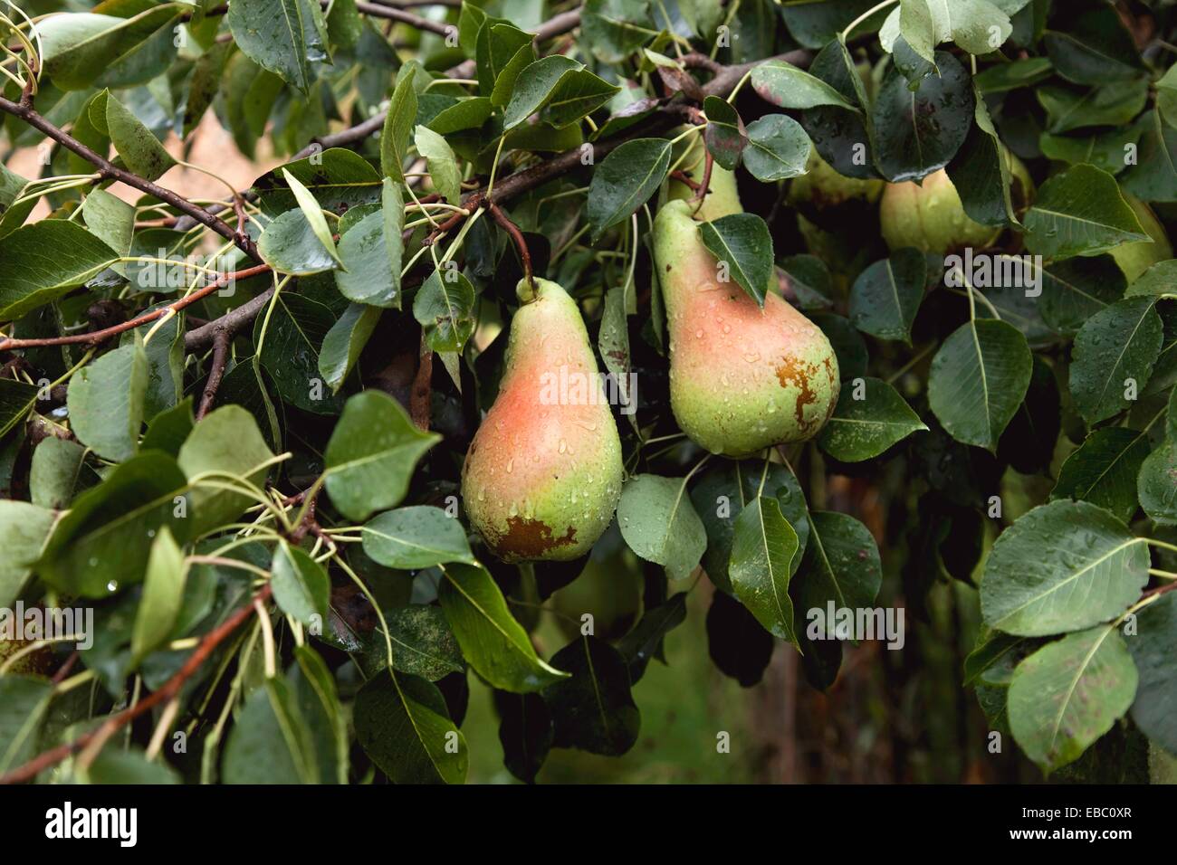 Deciduous tree branch hi-res stock photography and images - Alamy