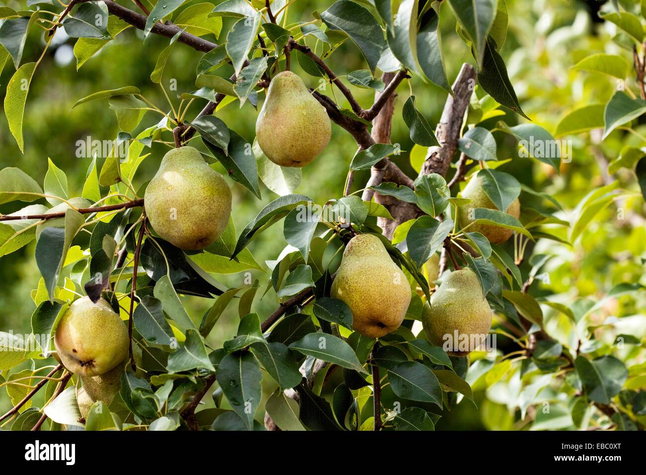 Deciduous tree branch hi-res stock photography and images - Alamy