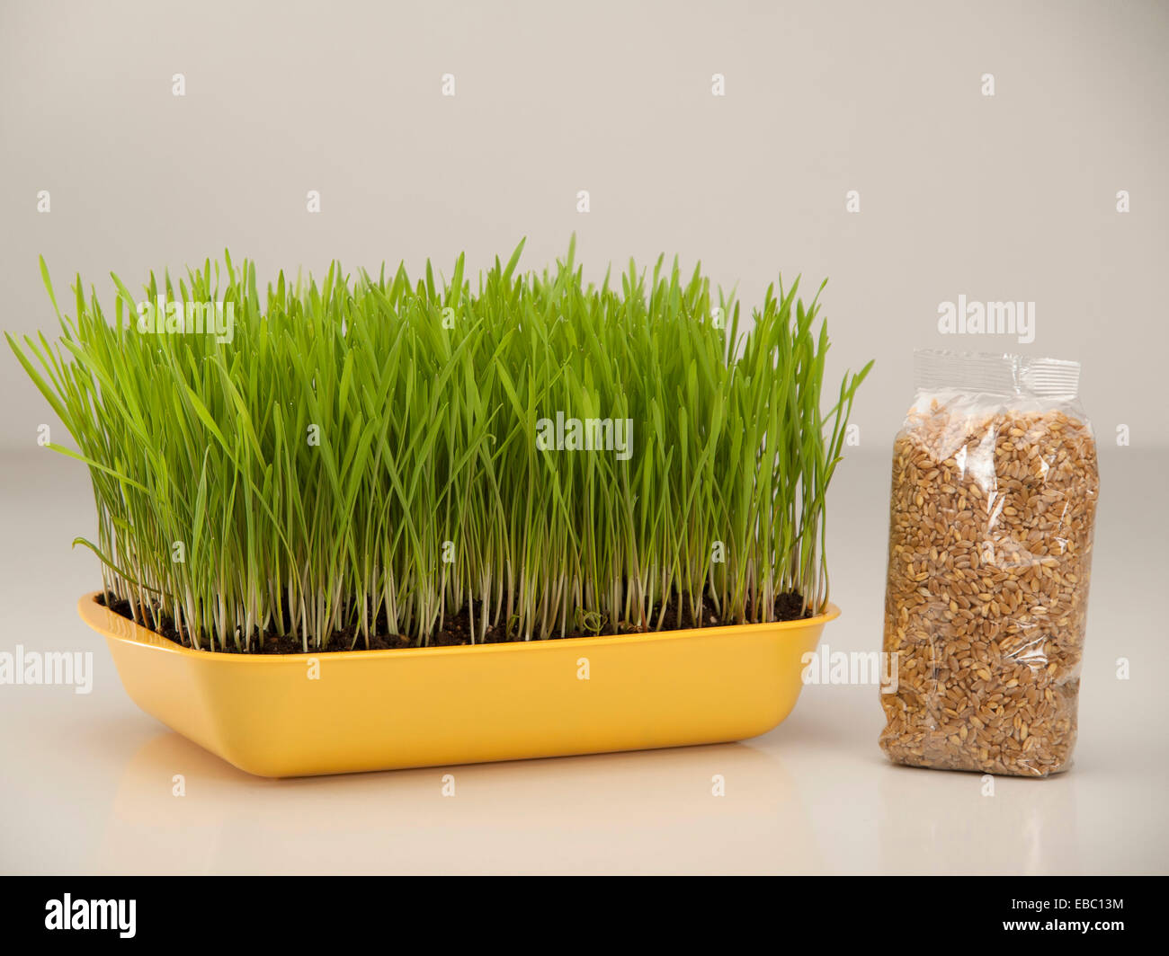 Germinating wheat seedlings hi-res stock photography and images - Alamy