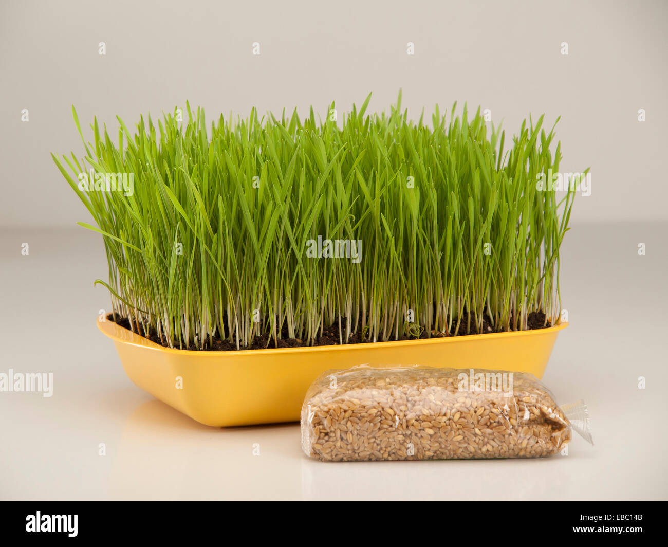 Germinating wheat seedlings hi-res stock photography and images - Alamy