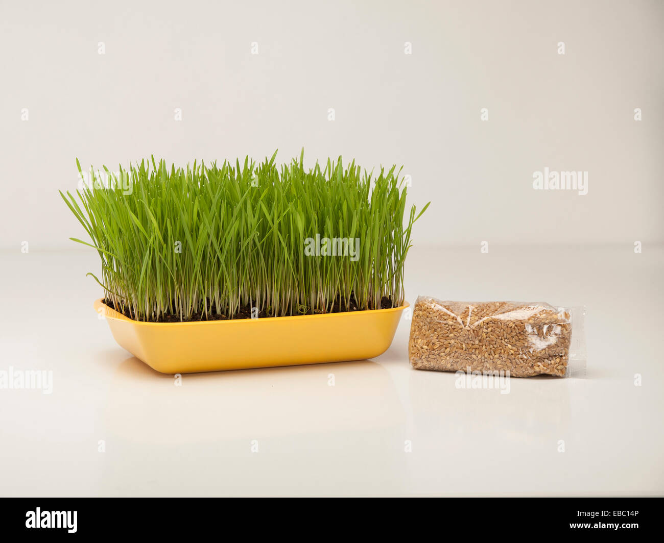 Germinating wheat seedlings hi-res stock photography and images - Alamy
