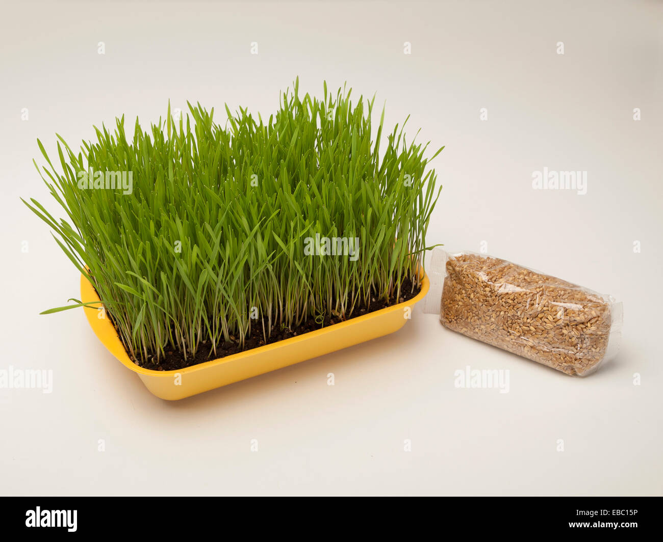 Germinating wheat seedlings hi-res stock photography and images - Alamy