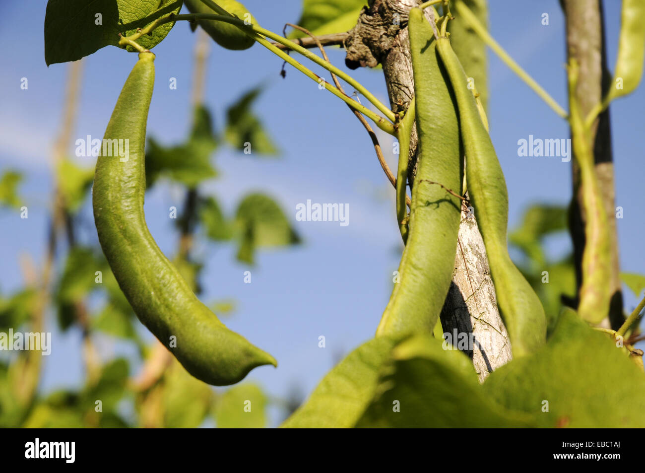 Harvest maturity hi-res stock photography and images - Alamy