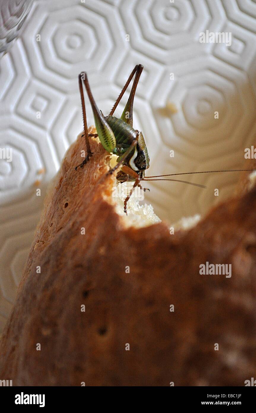 Cricket on bread hi-res stock photography and images - Alamy