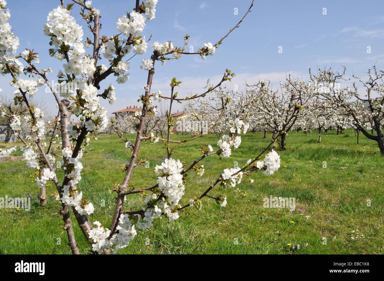 Vignola Italy: cherry trees blossoming in springtime Stock Photo - Alamy