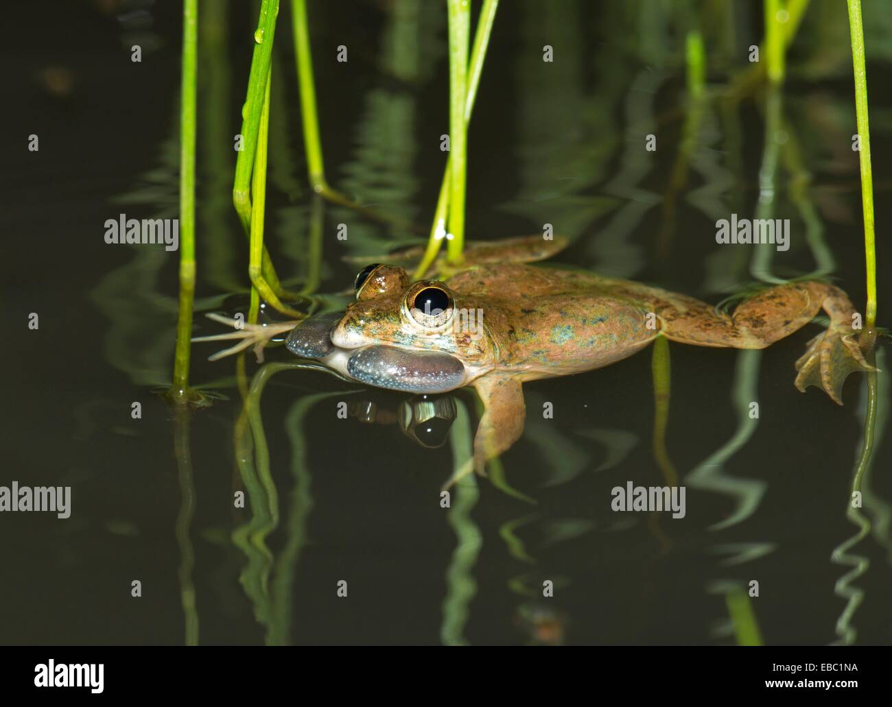 Skittering Frog Euphlyctis High Resolution Stock Photography and Images ...