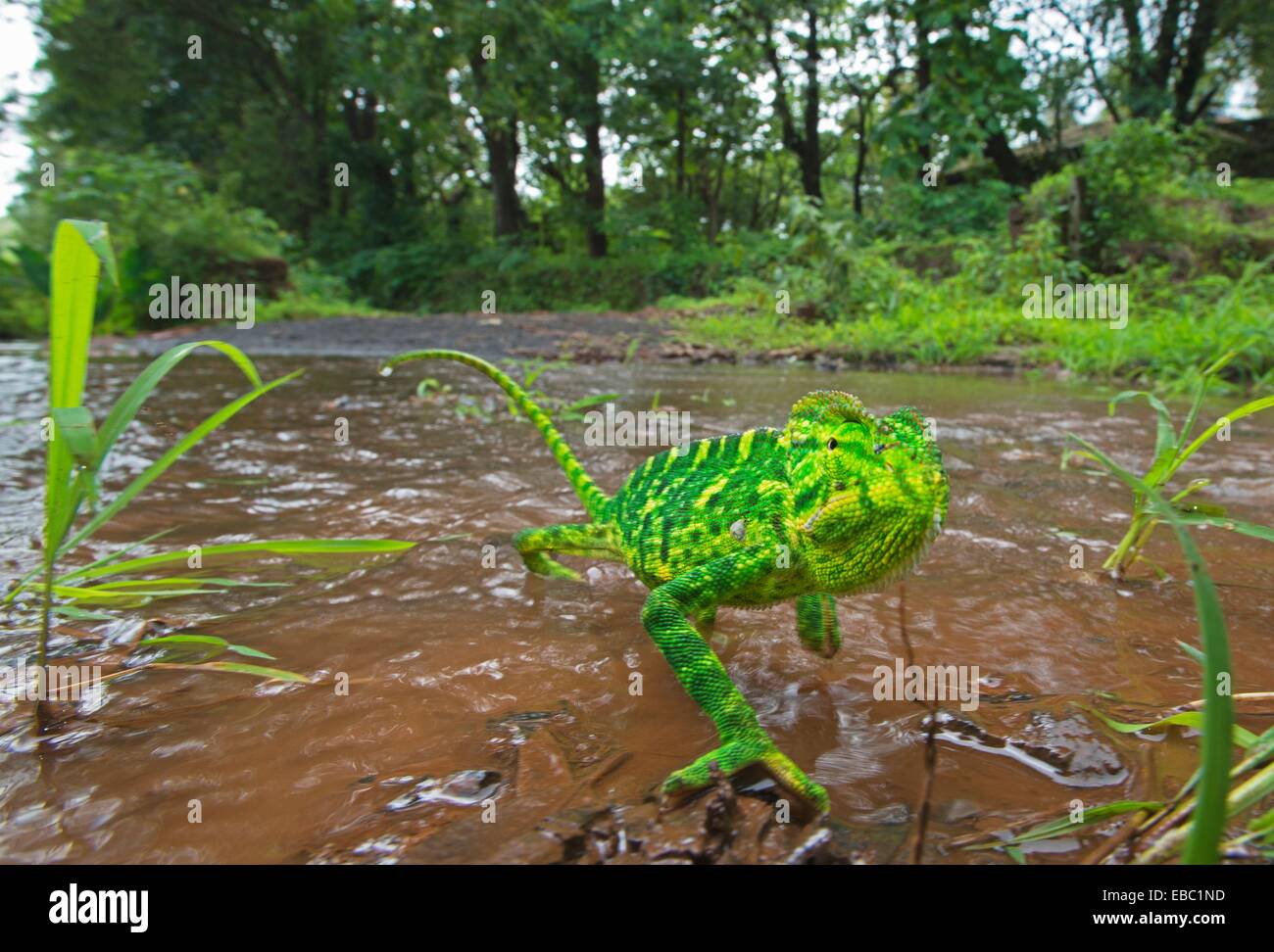 Chamaeleo zeylanicus hi-res stock photography and images - Alamy