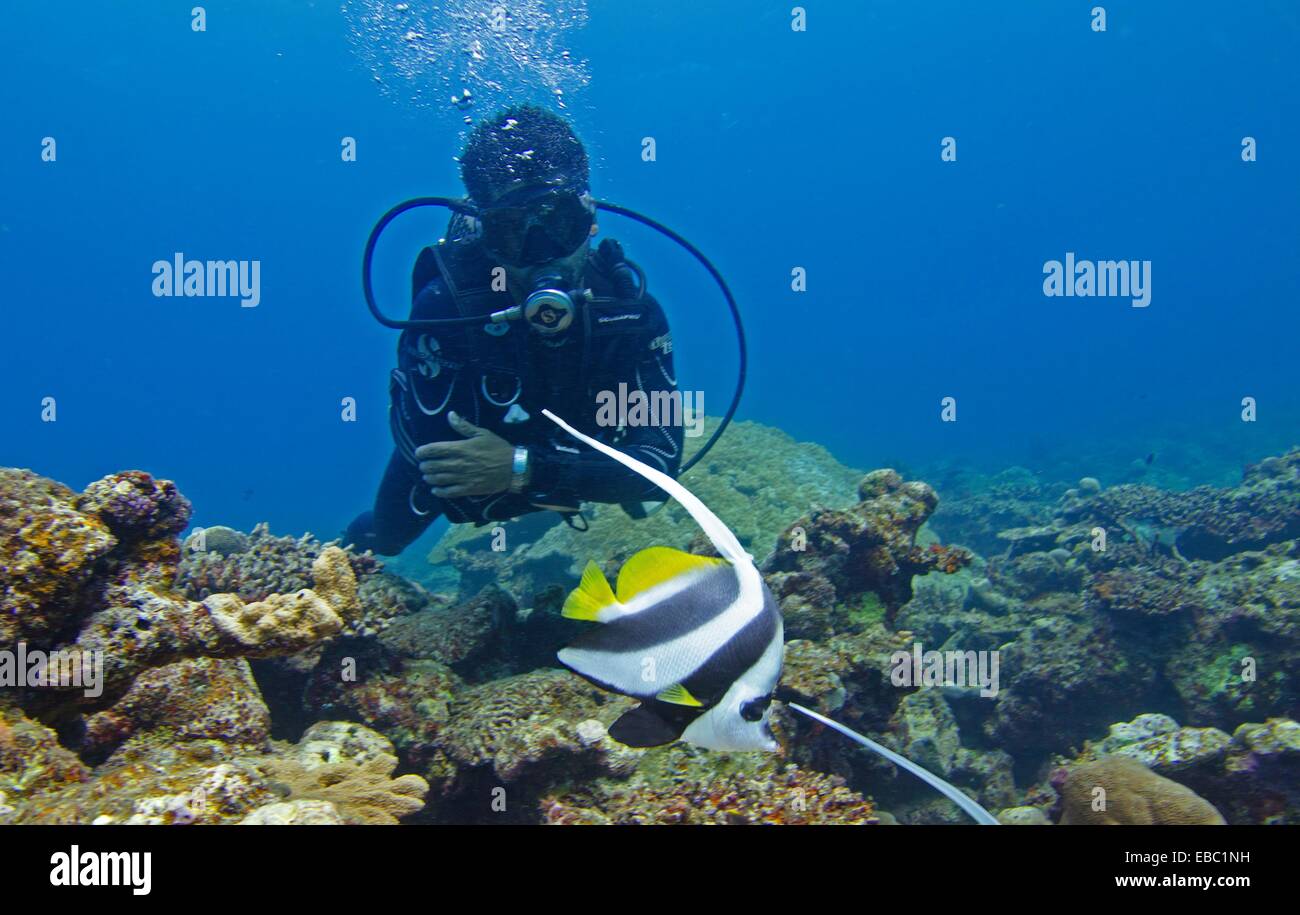Longfin Bannerfish , Heniochus acuminatus Stock Photo - Alamy