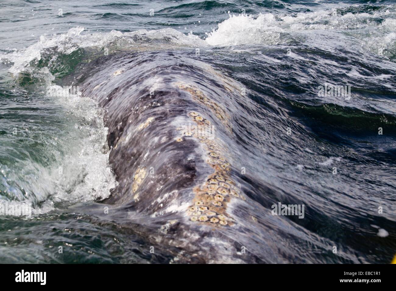 Barnacles whale skin hi-res stock photography and images - Alamy