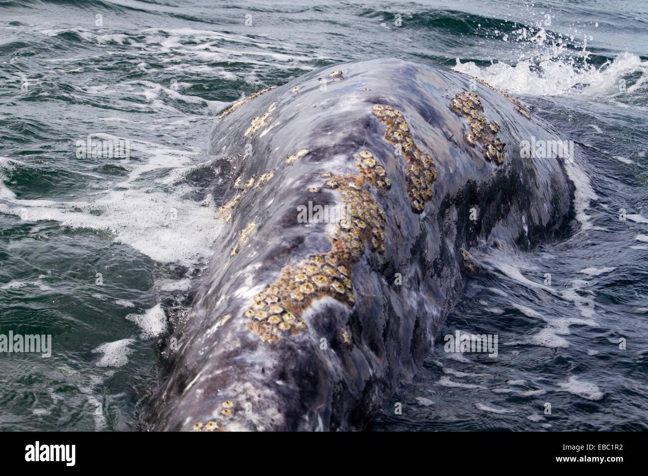 Barnacles whale skin hi-res stock photography and images - Alamy