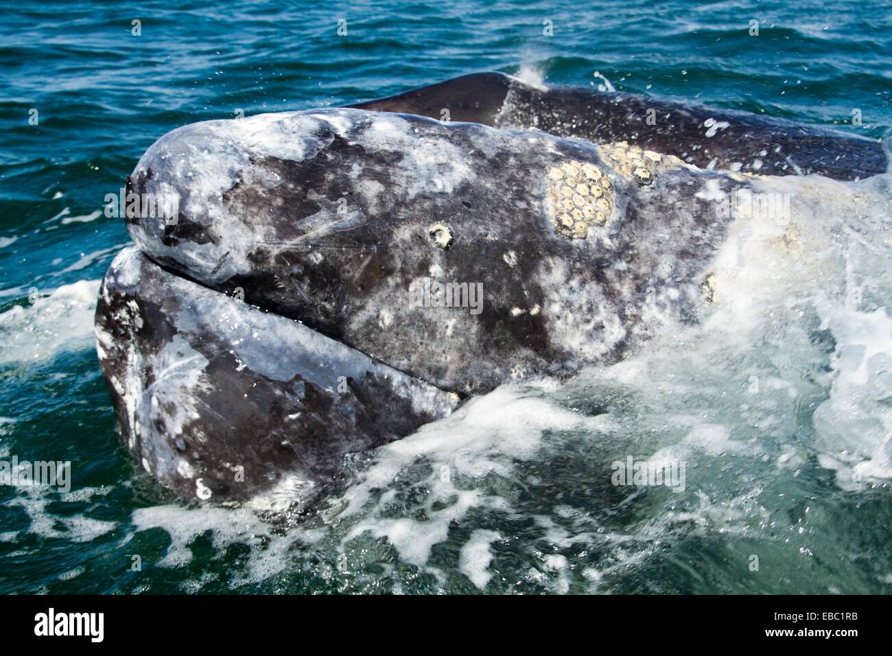 Calcified skin hi-res stock photography and images - Alamy