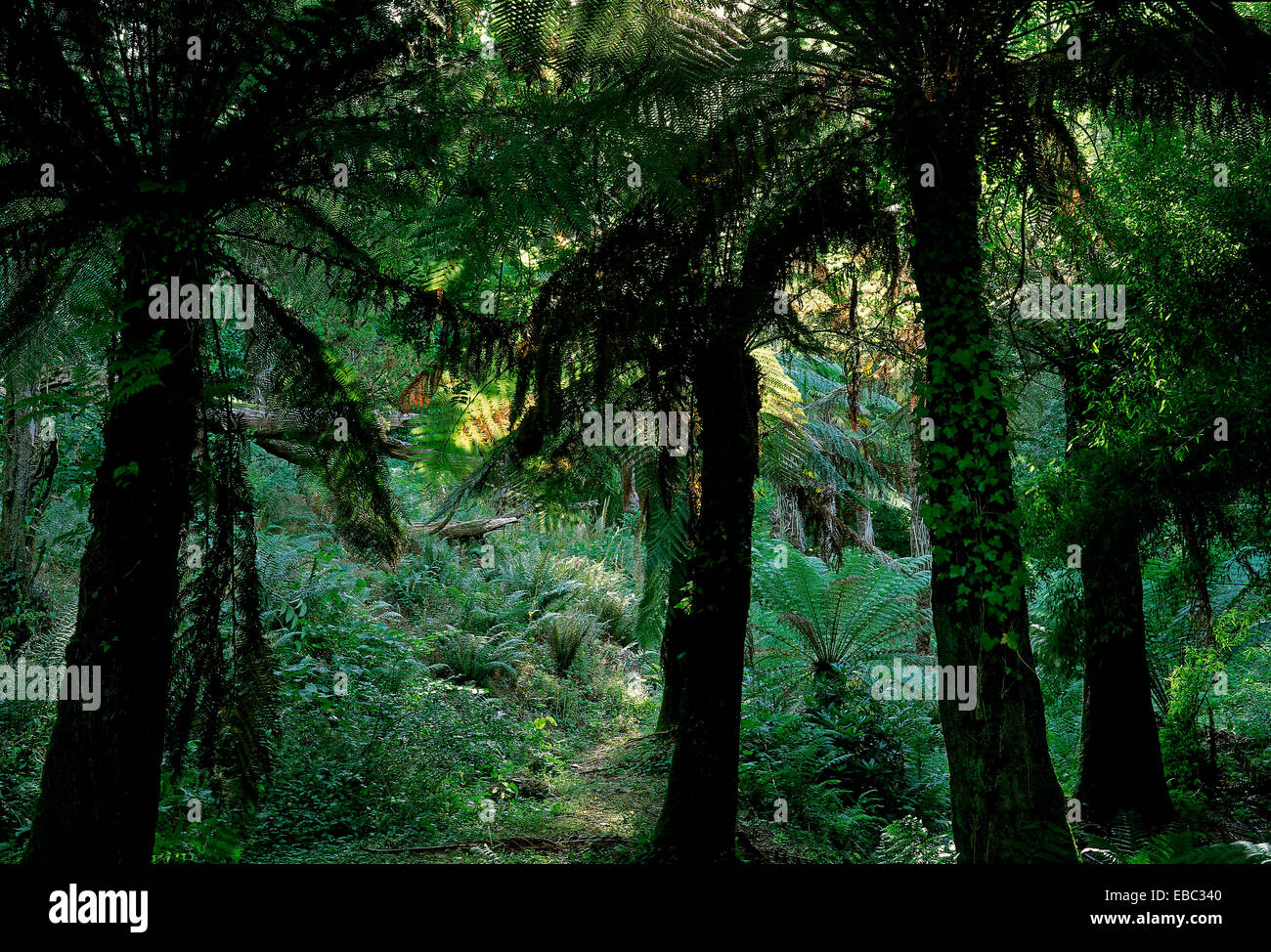 The Jungle at the Lost Garden of Heligan Stock Photo - Alamy