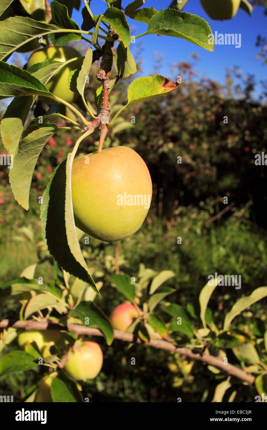 Honeycrisp apple tree hi-res stock photography and images - Alamy