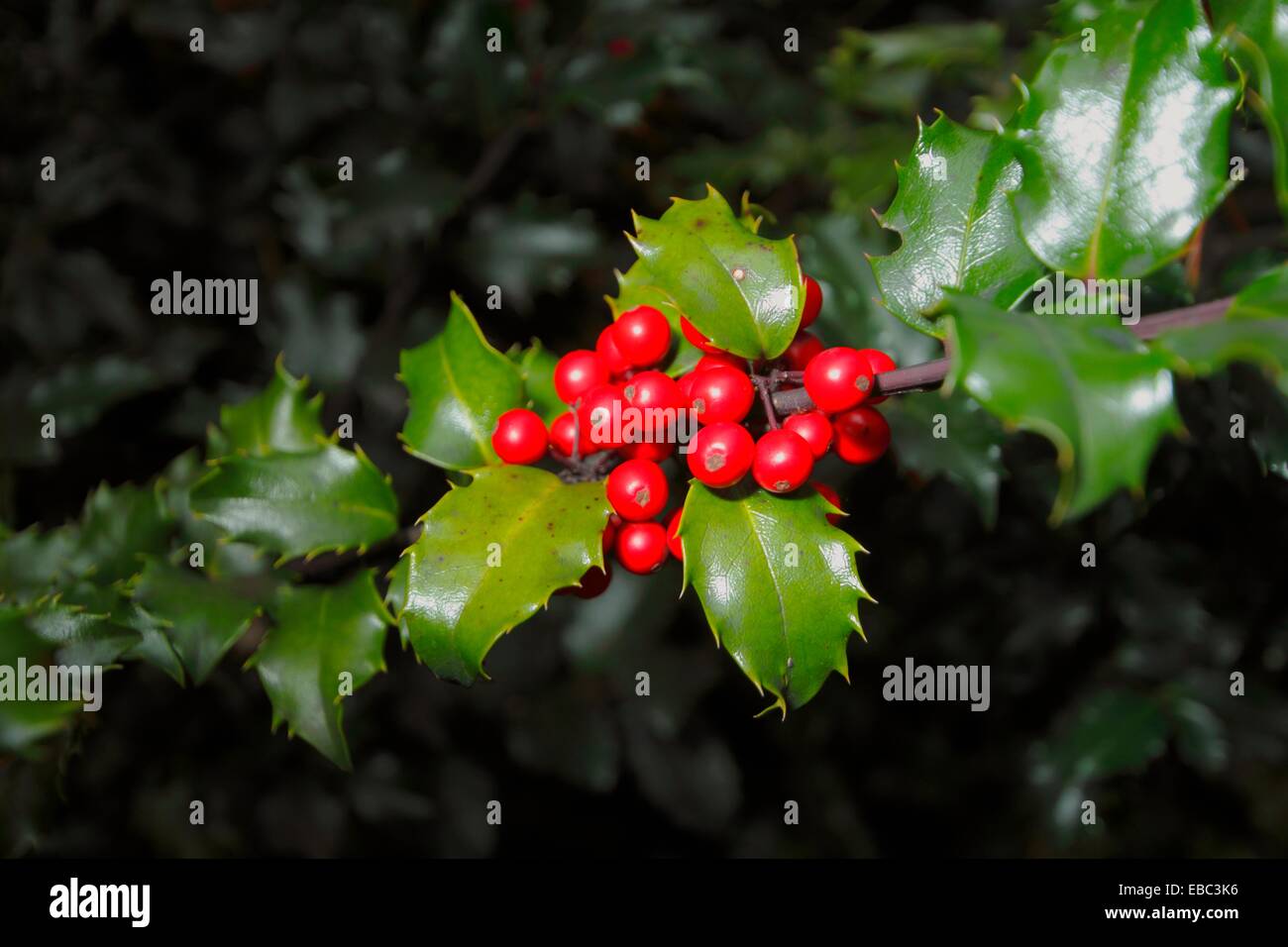 Holly plant blue princess hi-res stock photography and images - Alamy