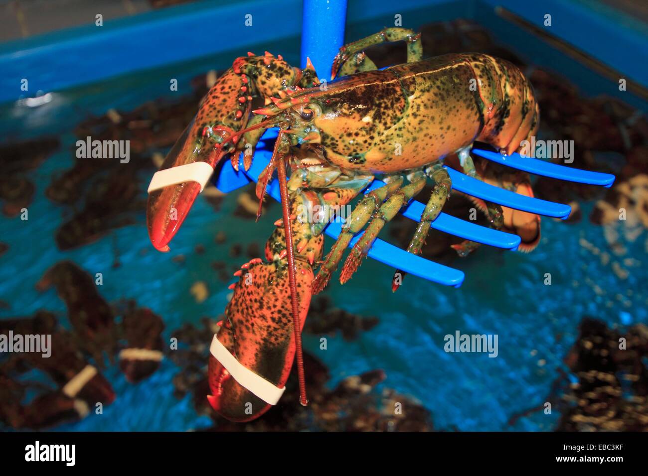 Species 1995 Stock Photos & Species 1995 Stock Images - Alamy