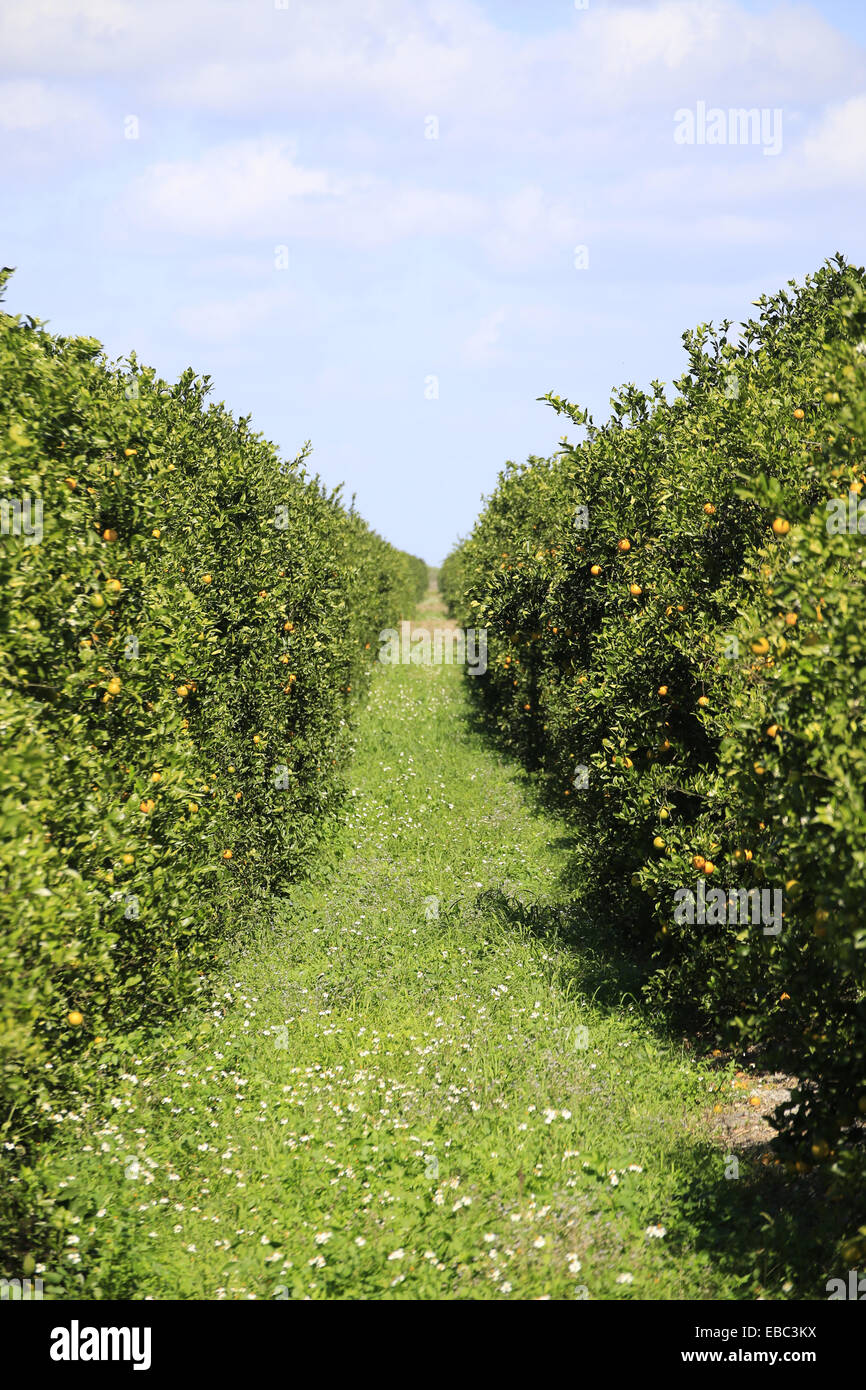 Florida orange tree farm hi-res stock photography and images - Alamy