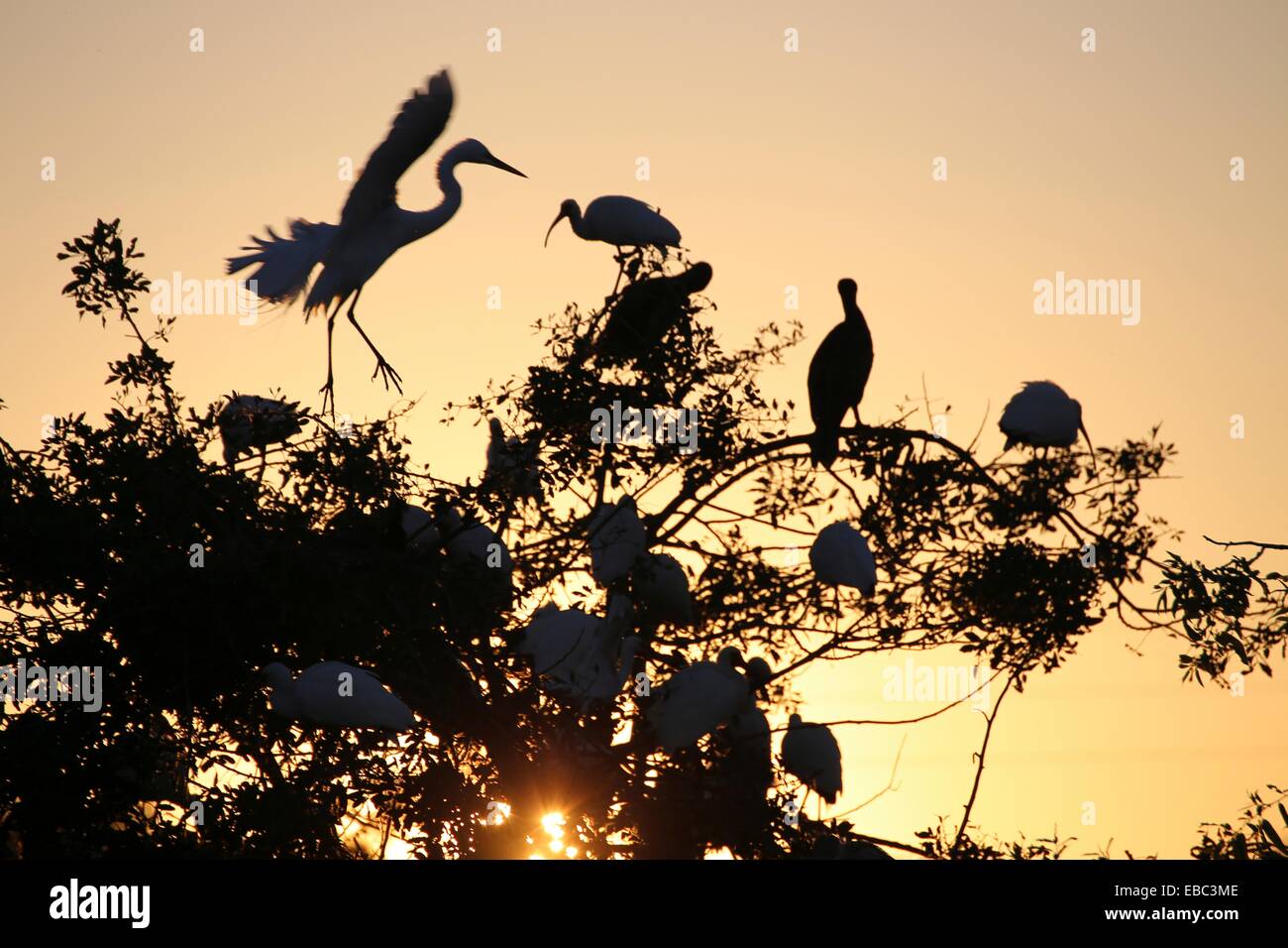 Great egrets rookery tree hi-res stock photography and images - Alamy