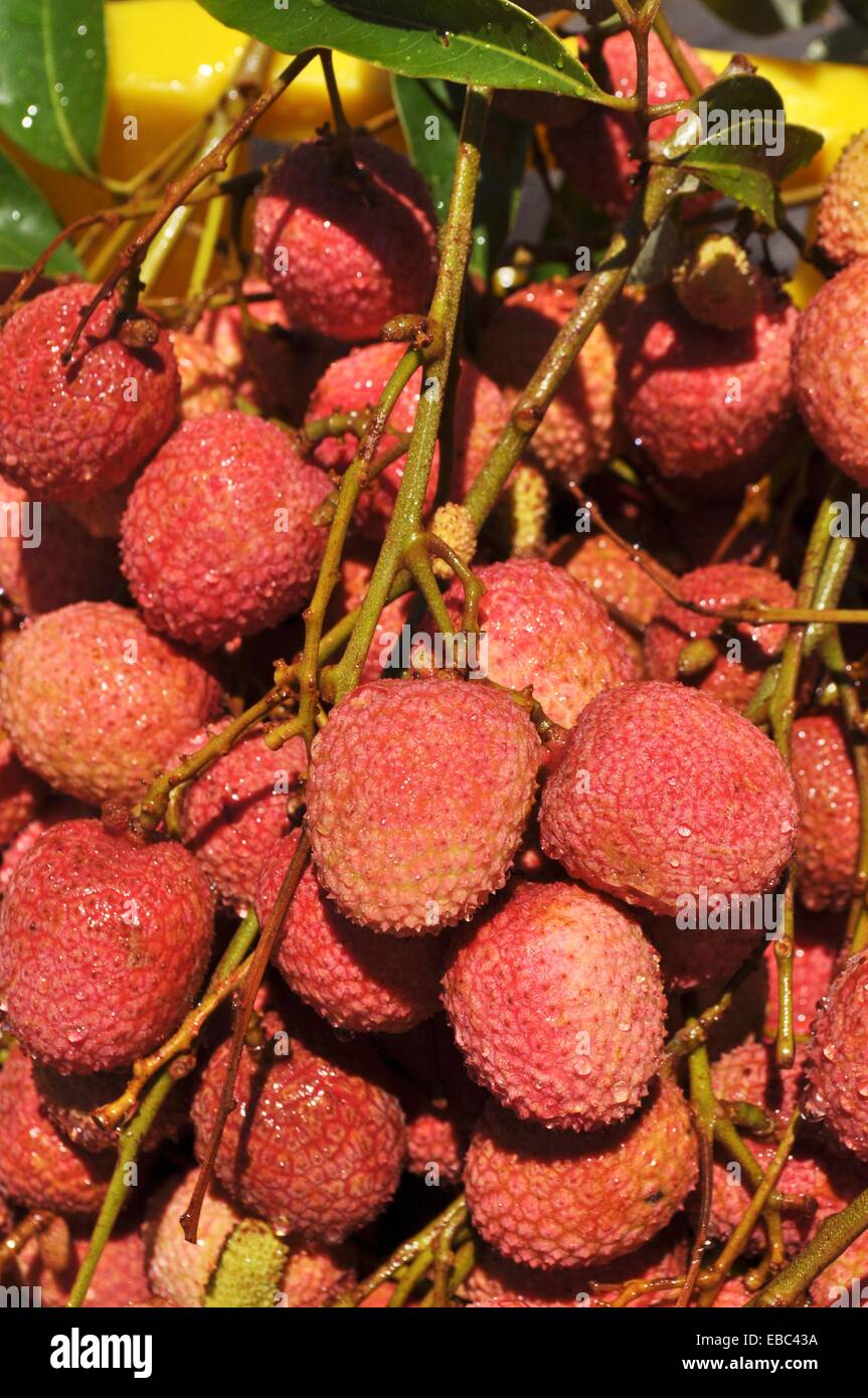 Lychee fruit tourism hi-res stock photography and images - Alamy