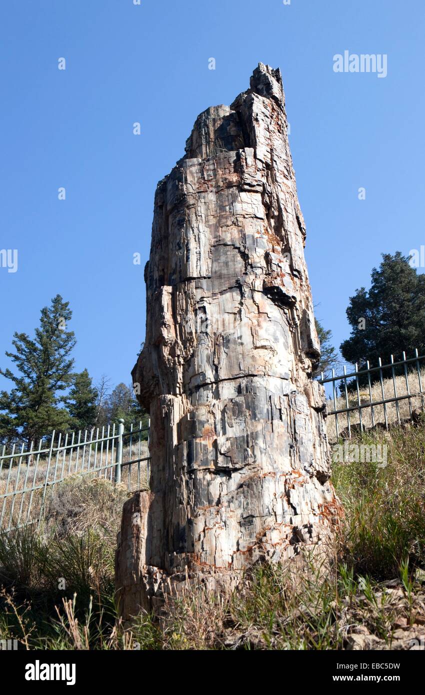 Petrified Tree Yellowstone