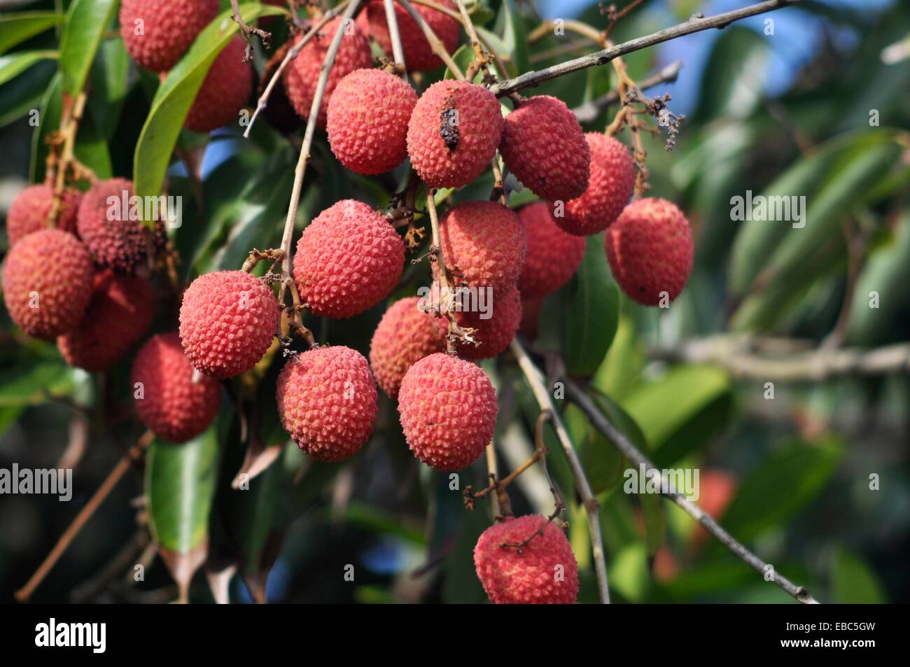 Lychees on a tree hi-res stock photography and images - Alamy