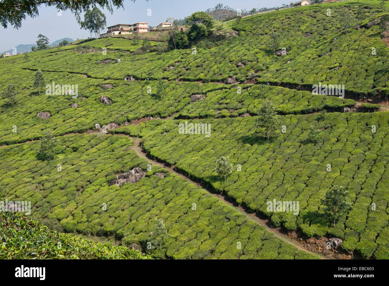The beautiful tea plantations of Munnar a hill station in Kerala India ...