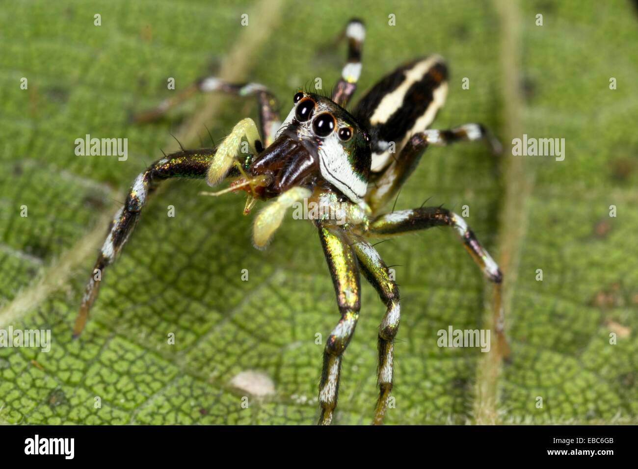 Jumping spider from Kampung Skudup, Sarawak, Malaysia Stock Photo - Alamy