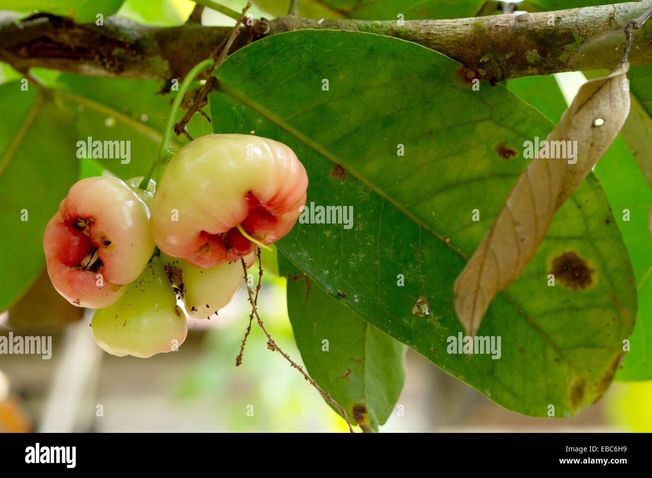Jambu Tree High Resolution Stock Photography and Images - Alamy