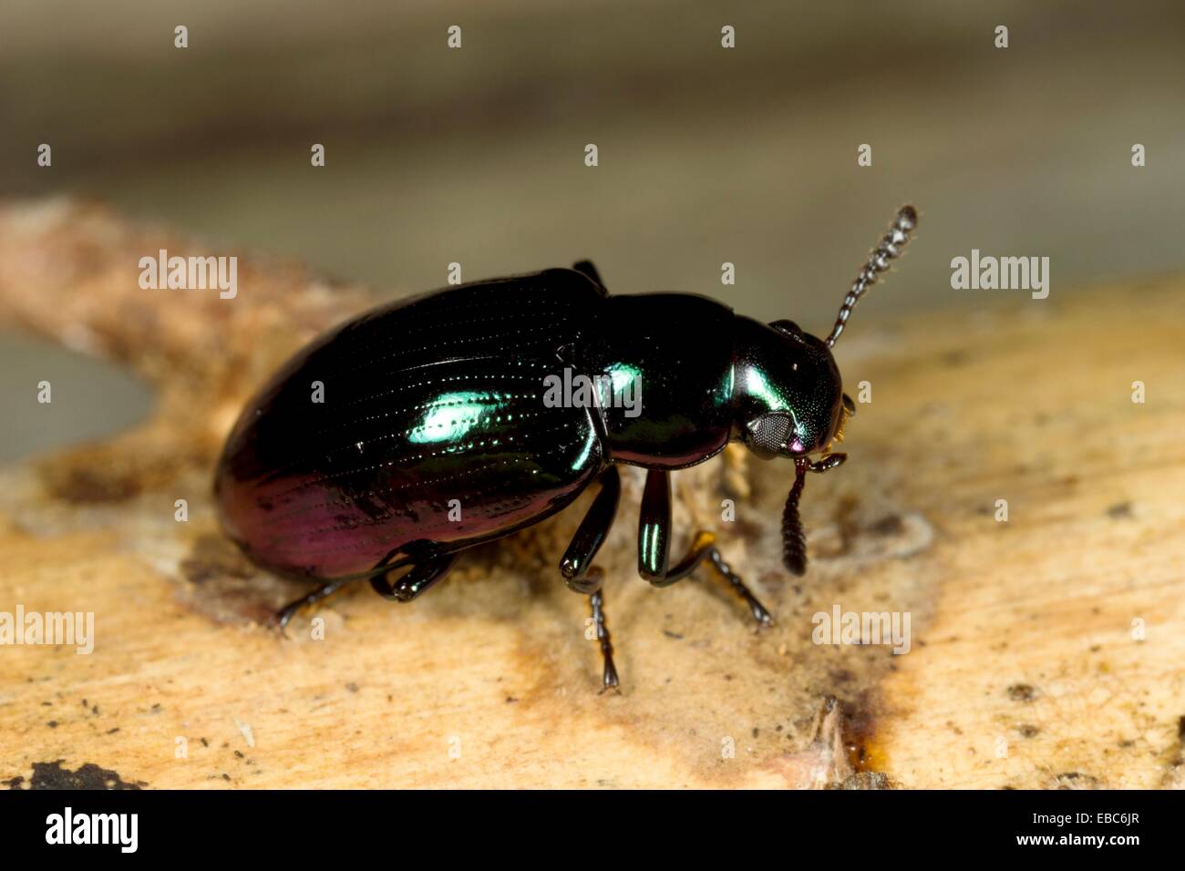 Beetle. Image taken at Kampung Satau Singai Sarawak Malaysia Stock ...
