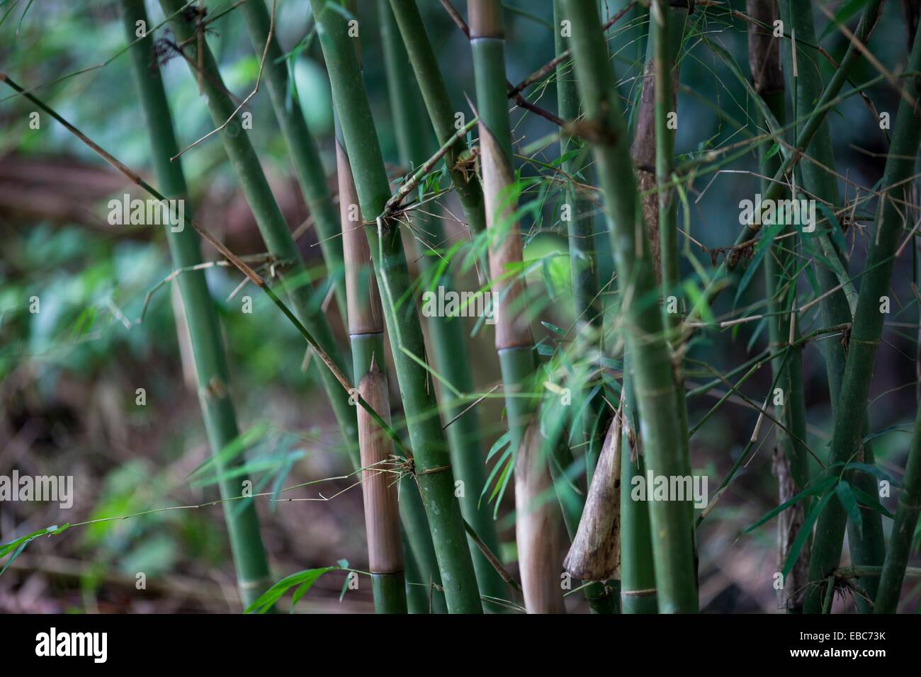 Bamboos. Image taken at Deems Botanical Bamboo Garden Senggei Sarawak ...