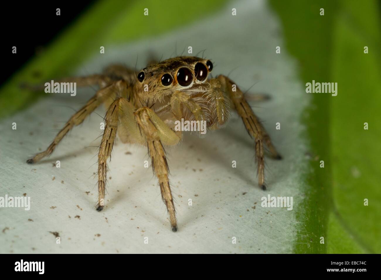 Jumping spider guiding its eggs. Image taken at Kampung Skdup, Sarawak ...