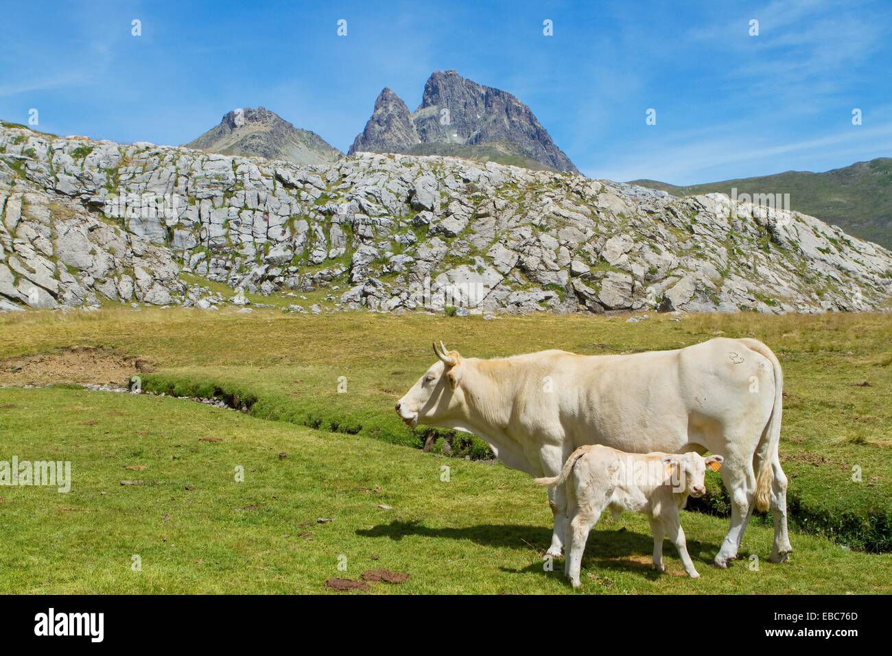 Cows in National Park des Pyrenees, in Bearn province Atlantics ...