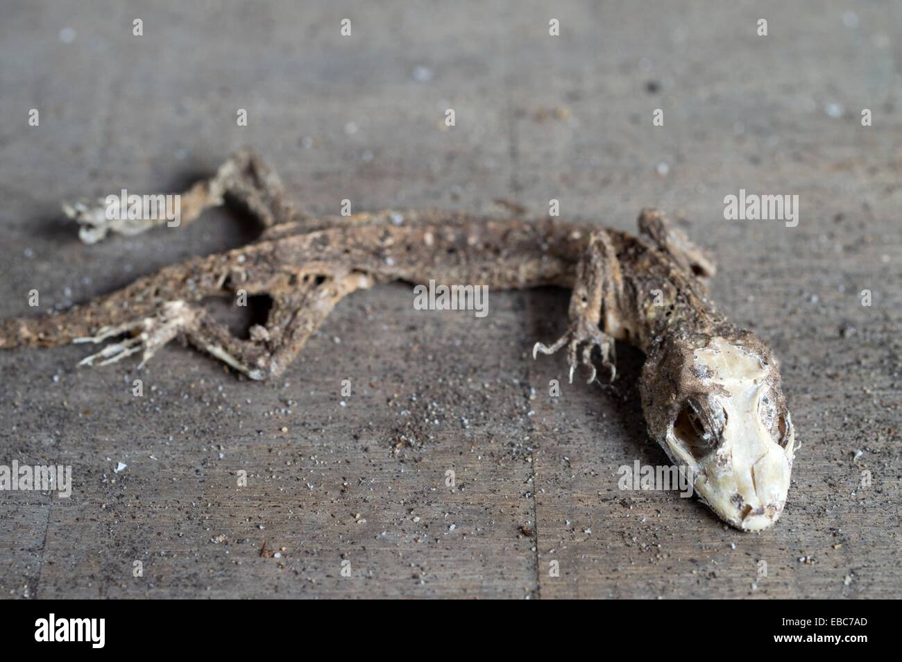 Dead chameleon hi-res stock photography and images - Alamy