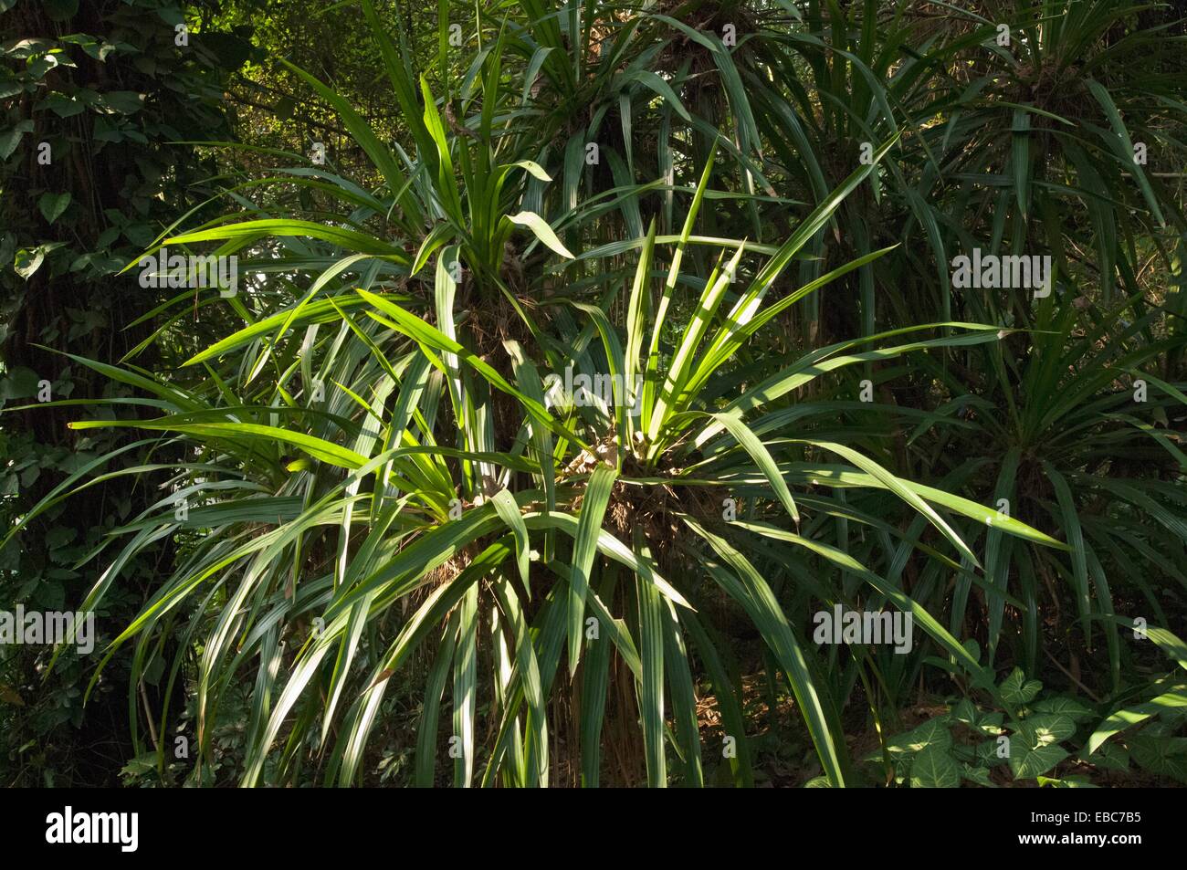 Qing shan temple hi-res stock photography and images - Alamy
