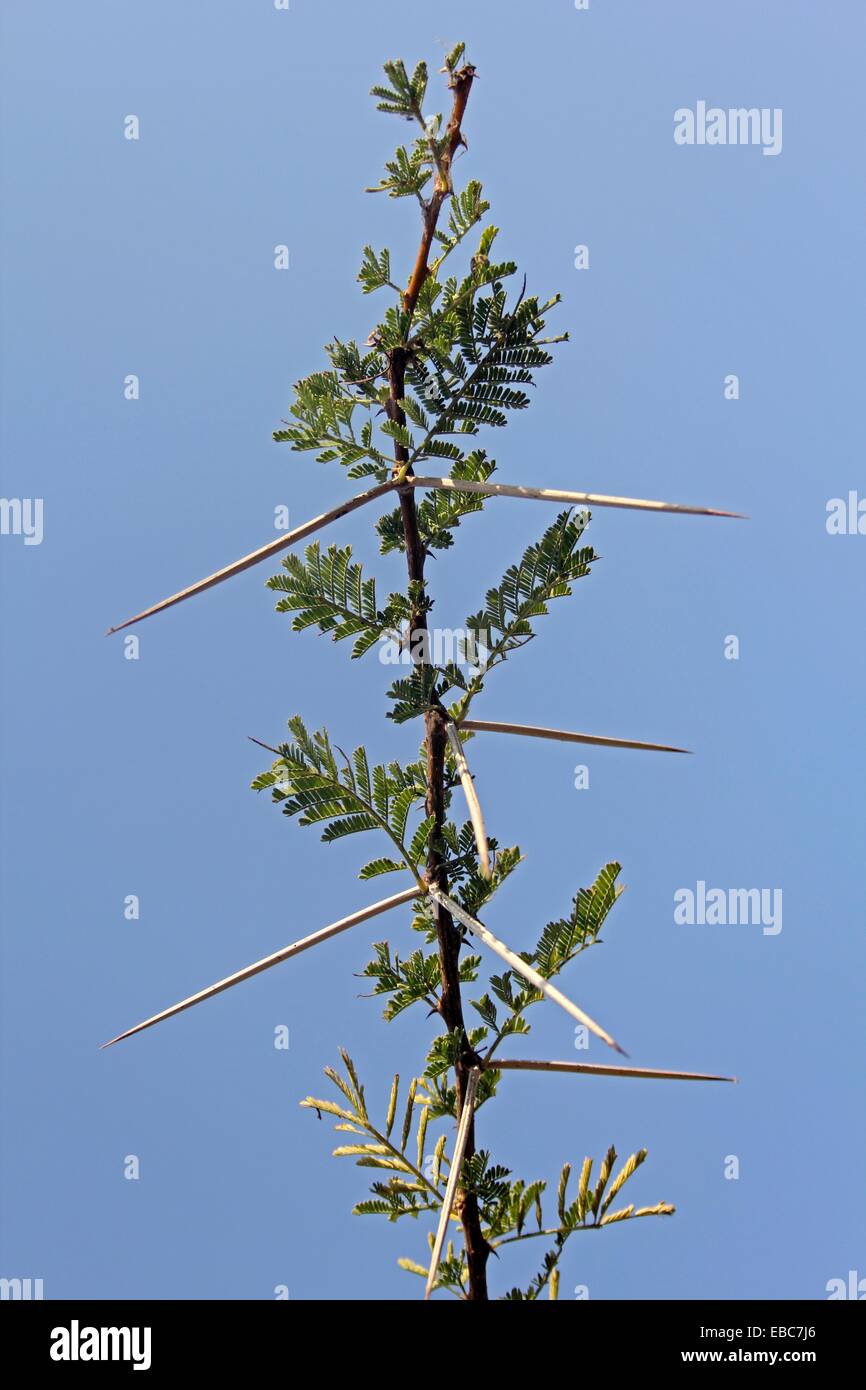 Babul tree hi-res stock photography and images - Alamy