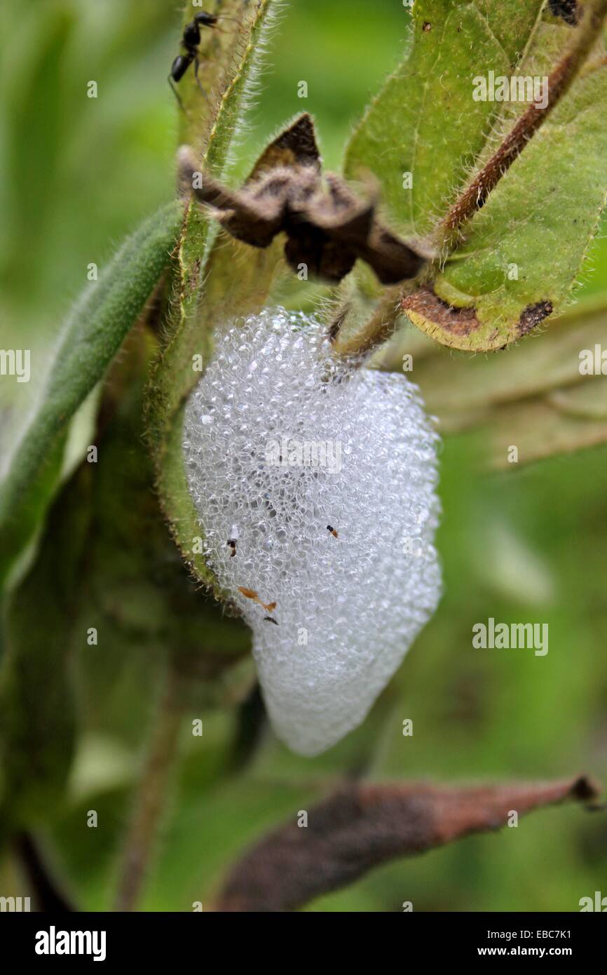 Larva froghopper hi-res stock photography and images - Alamy