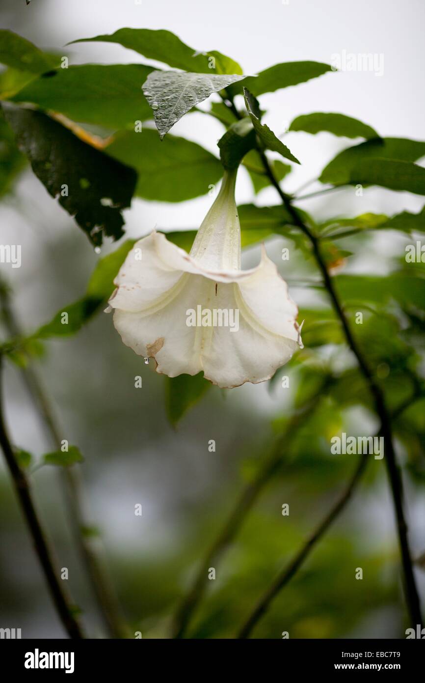 Flower. Image taken at Shangri-La Farm Resort, Taiwan Stock Photo - Alamy